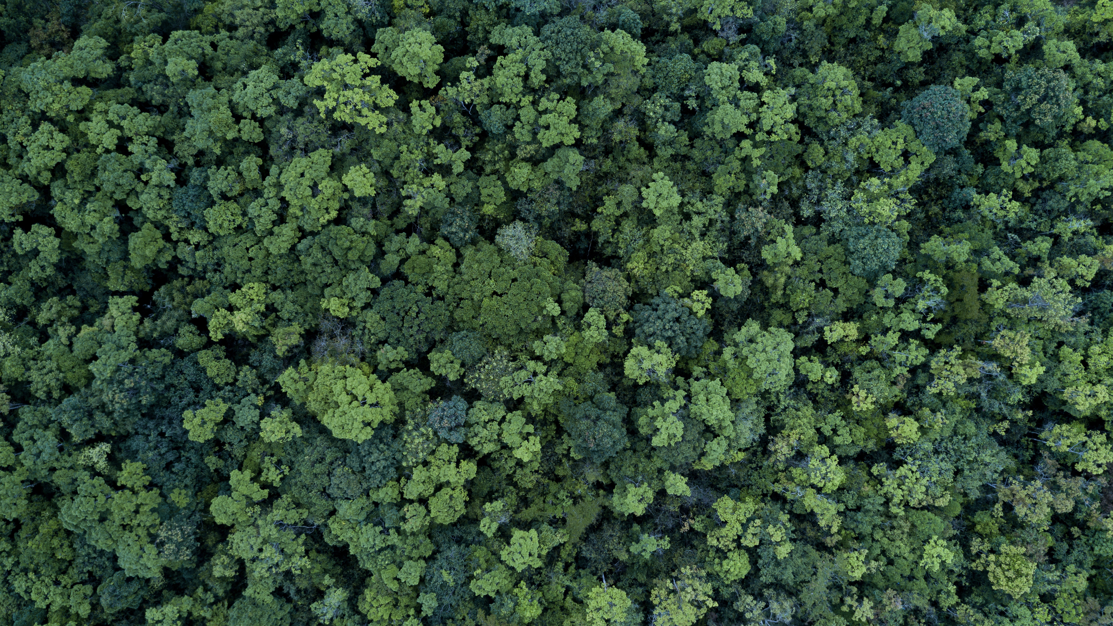 Monthly commentary - Mackenzie Greenchip Team